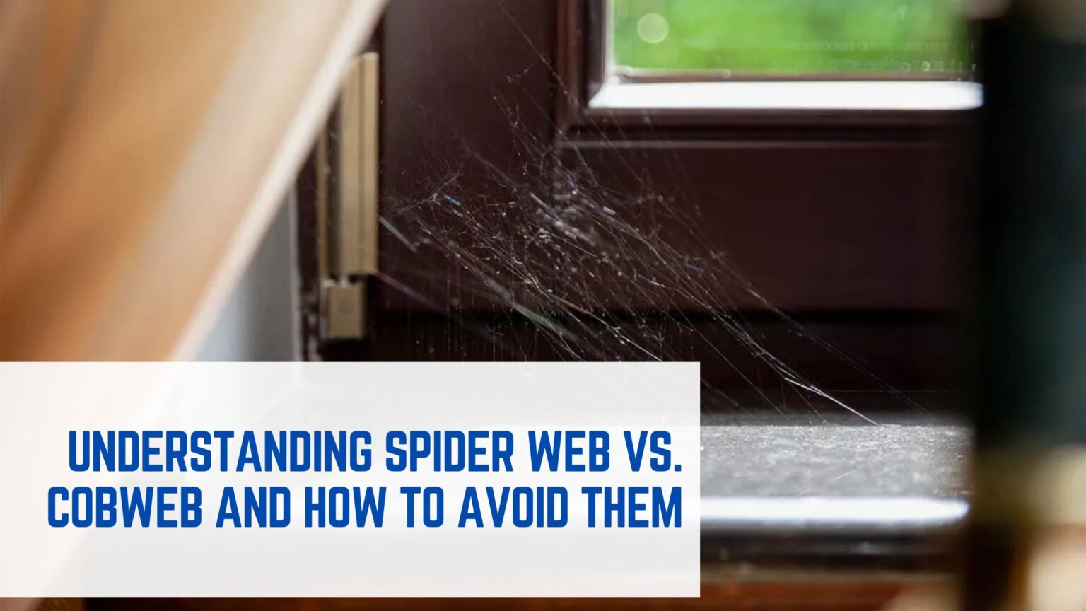 How to Remove Cobwebs from Your Office and Keep Them Away